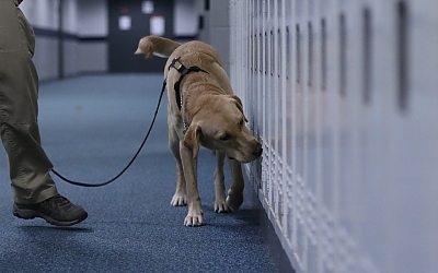 Drug Dogs Privately Helping Find Narcotics