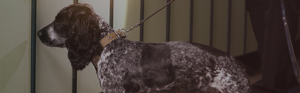 Detection Dog Services | Mitigate Drug and Weapon Risks | Drug ...