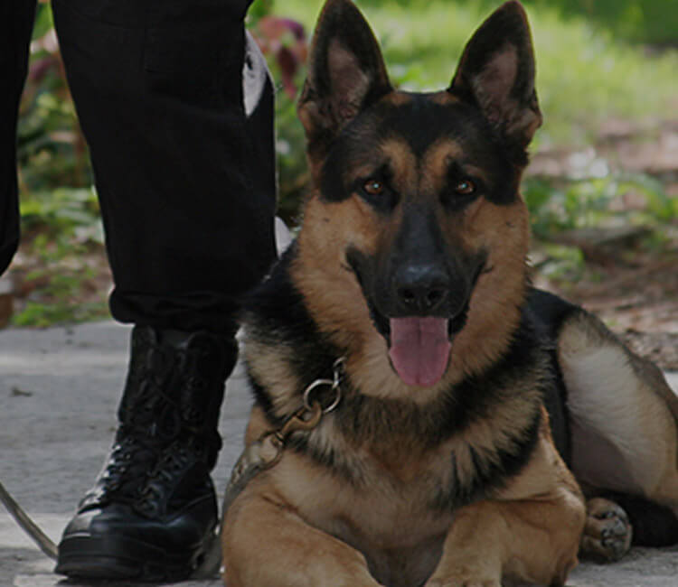 Detection Dog Services | Mitigate Drug and Weapon Risks | Drug ...
