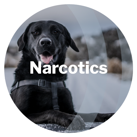 How Much Does It Cost To Hire A Drug Dog